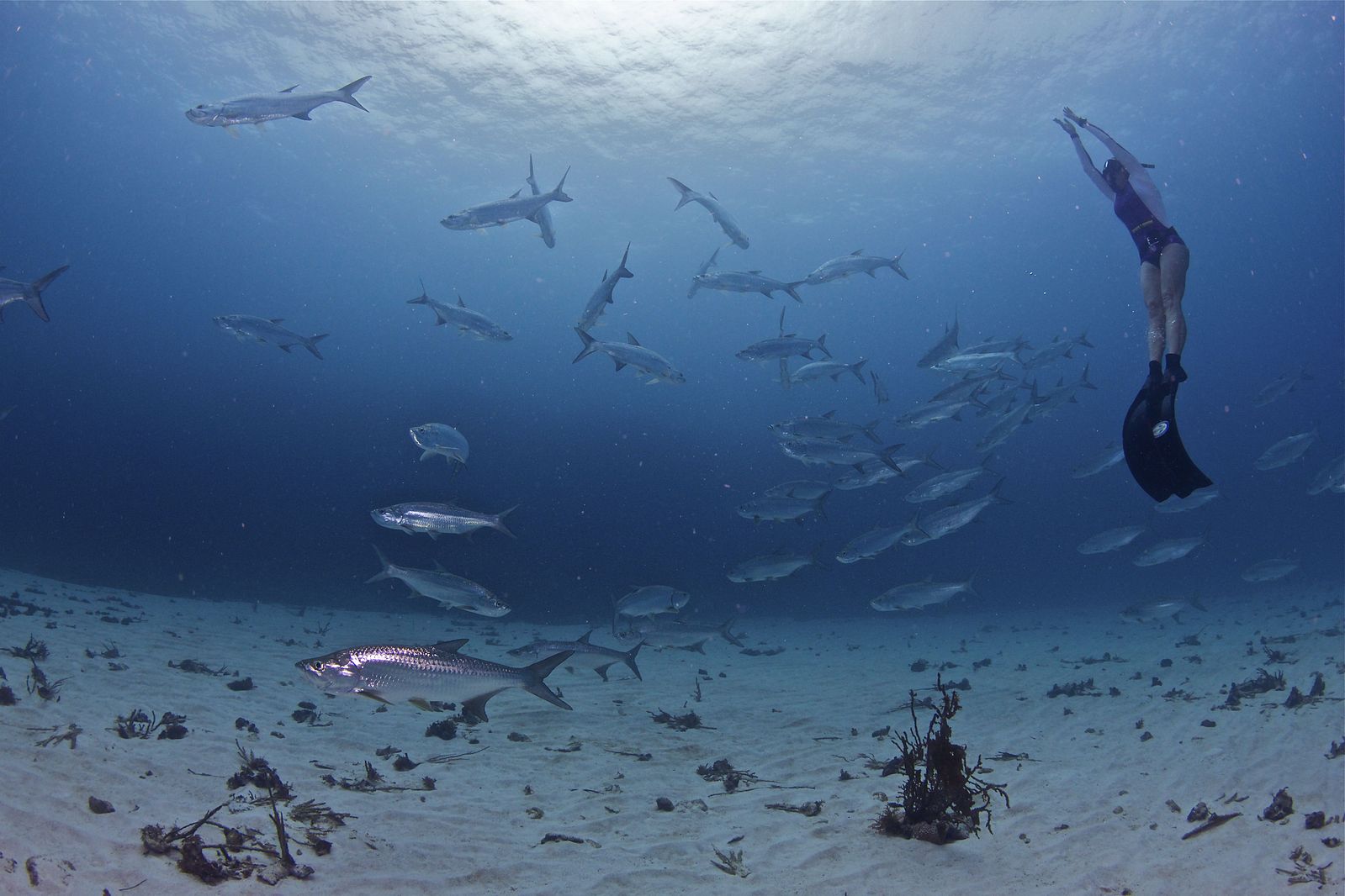 ¿Qué es apnea?: un deporte extremo y zen a la vez - Journey Sports